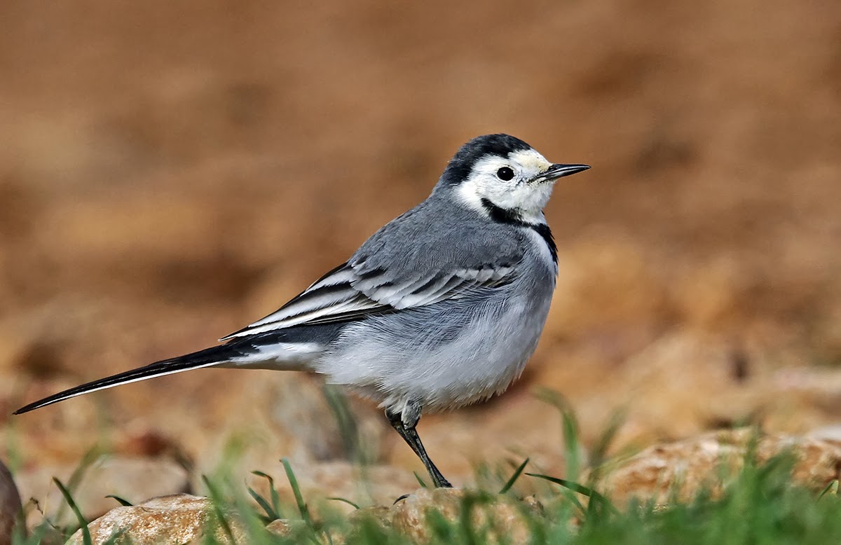 Loporzano 15 Lugares: LAVANDERA COMUN