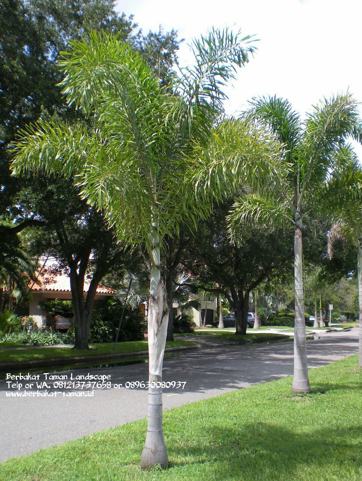Jual Pohon Palem Ekor Tupai Murah | Palem Buditia | Foxtail Palm ... Jual Pohon Palem Ekor Tupai Murah | Palem Buditia | Foxtail Palm ...