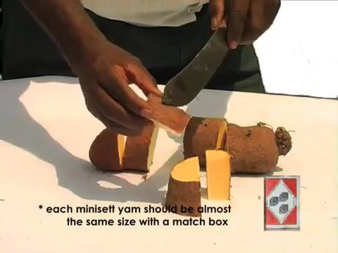 HOW TO PROPAGATE YAM THROUGH MINISETTS – MyAgricWorld