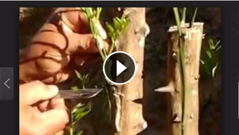 Aprende a injertar rápido con este método que prende rápidamente ...