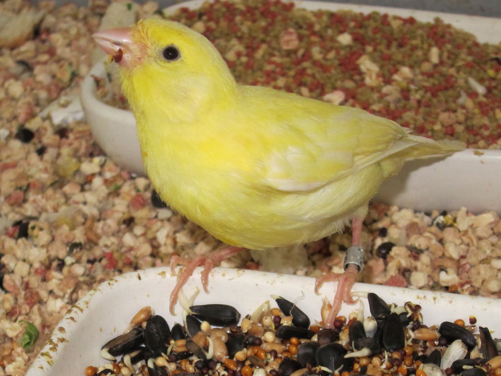 Canary Tales: Learning To Eat Seed