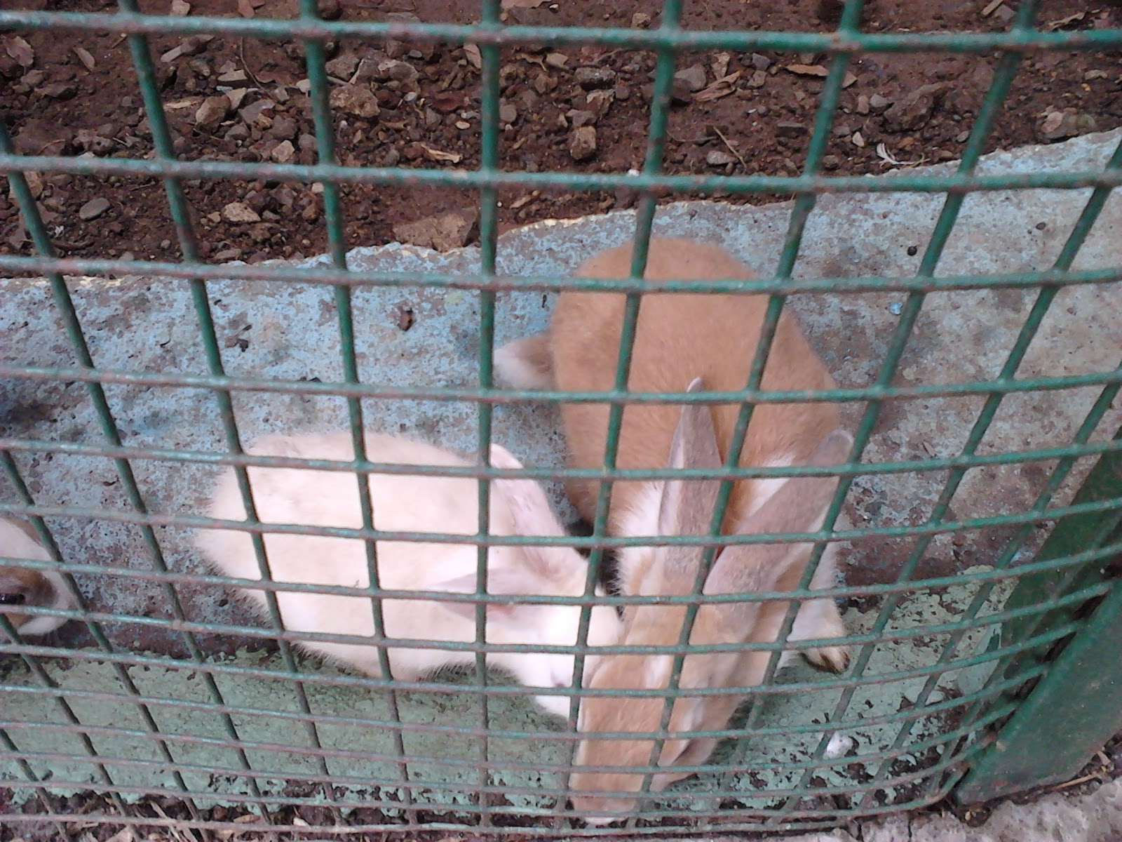 Garden Care Simplified: Red Champa Frangipani Flowering Plant Care and ...