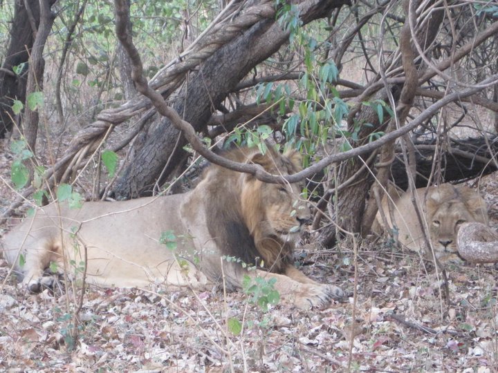 Videos & Photos - Gir Forest - Only One Place Of Asiatic Lions