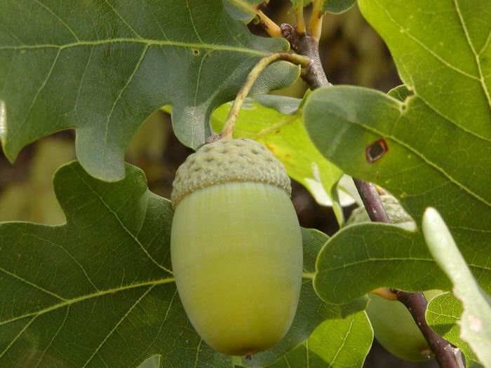 Tvornica-ideja/Drvo: Hrast, najbolji hrvatski izvozni proizvod!