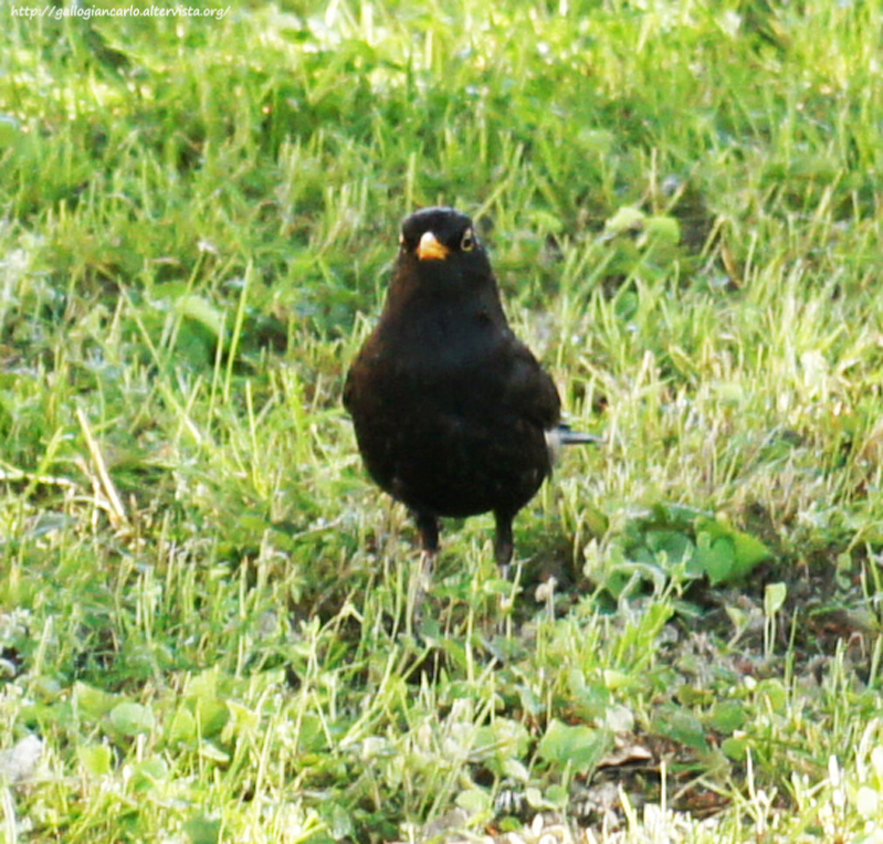 Merlo – fotografie – Blackbird – photographs – – Fotografie ed altro