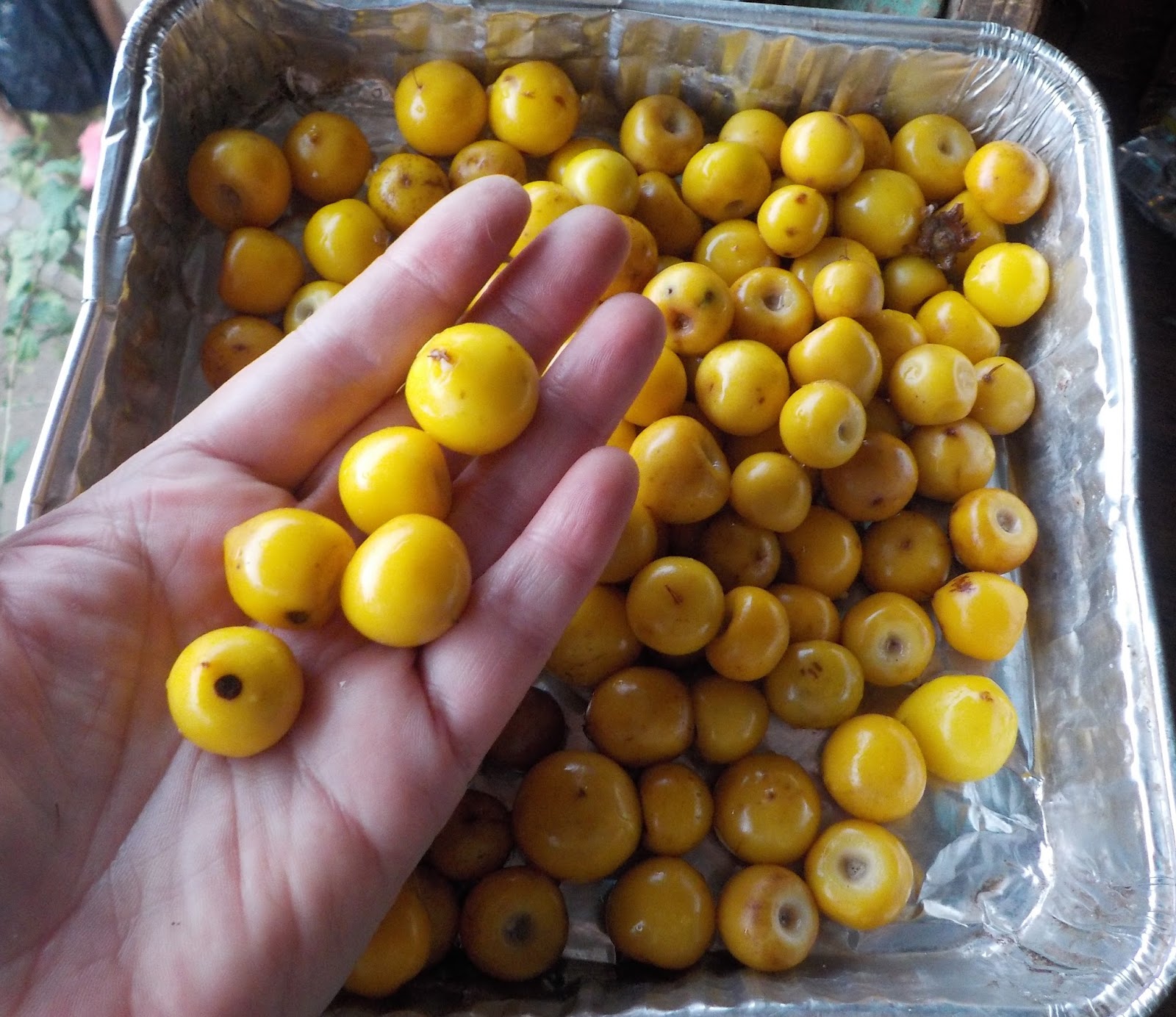 Chasing Marbles: A New Fruit -- Nance