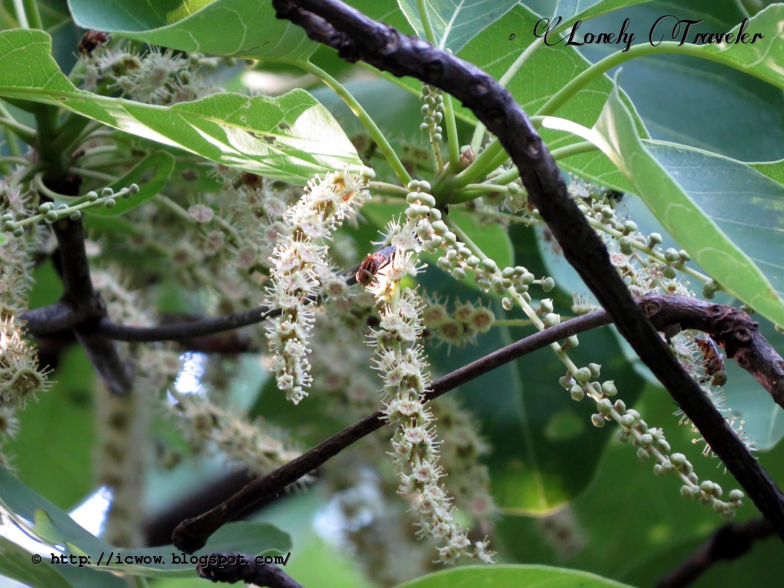 Bohera ful (বহেড়া ফুল) - Terminalia bellirica
