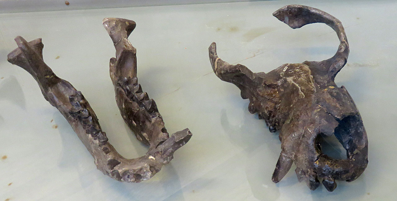 Louisville Fossils and Beyond: Coryphodon oweni Fossil