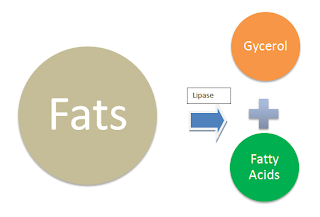 Science e-portfolio: Term 3