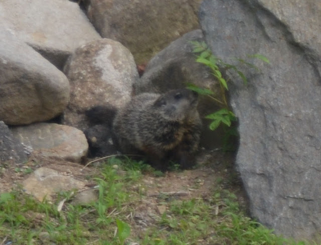 Woods Walks and Wildlife: A family of fat things