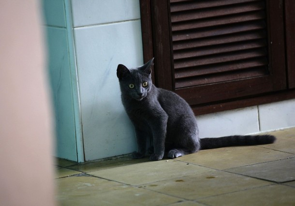 Gaspar, El Lugareño: El gato azul cubano (Fotogalería)