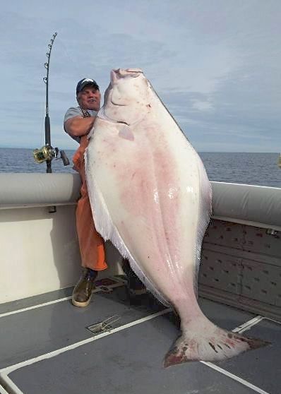 231-pound Halibut captured in Homer, Alaska (Photo) |News Trends PH