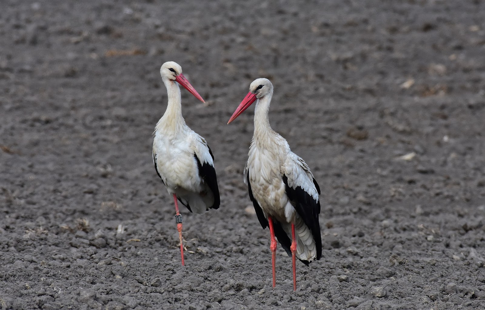 Snatur-bloggen: Hvide storke på Langeland fredag den 13. maj 2016