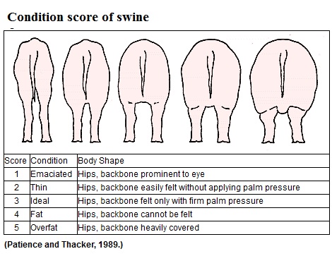 Animal science: February 2013