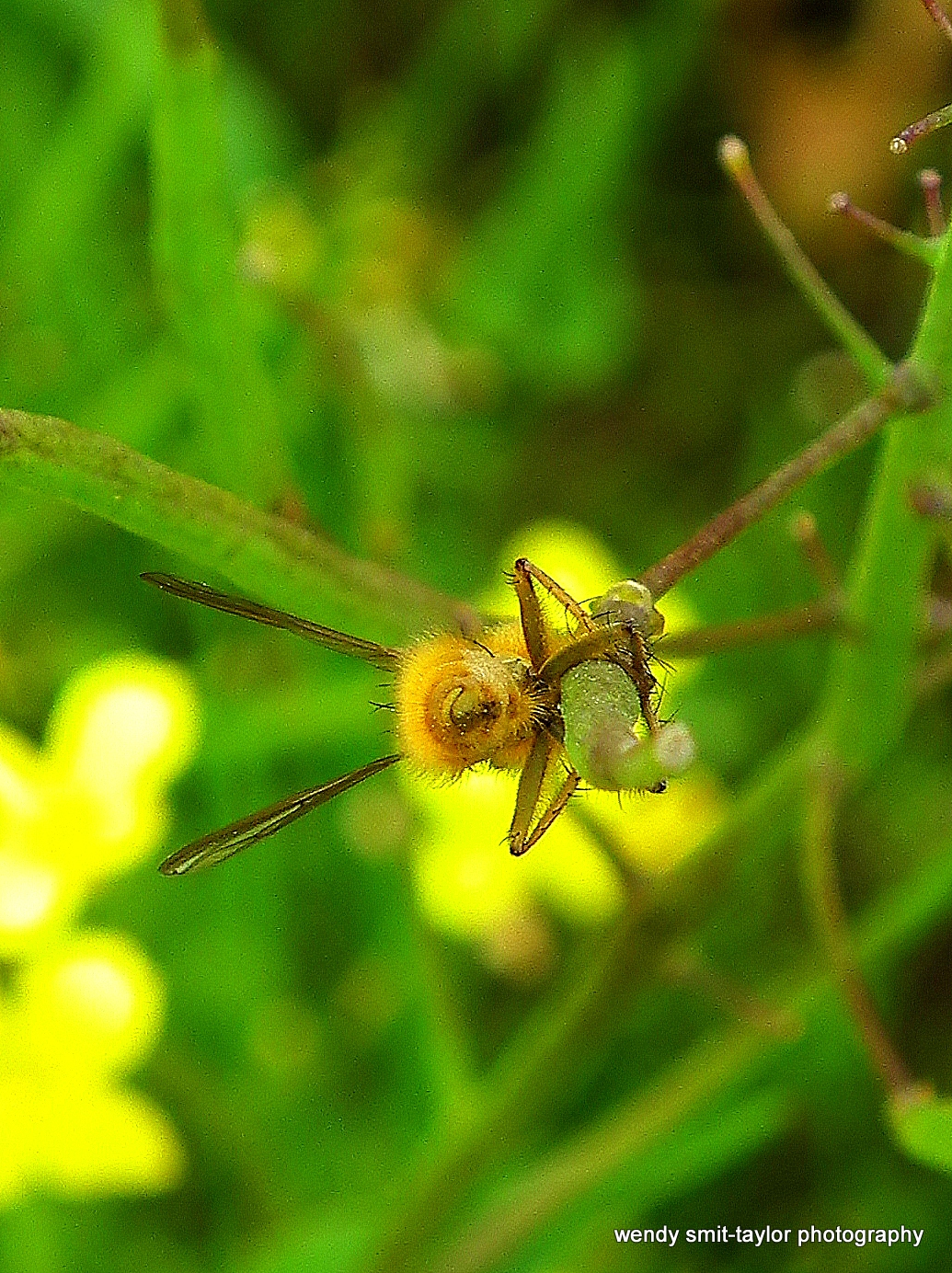 Pembrokeshire Wildlife: the upside down world of flies