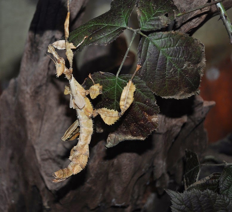 ZOOTOGRAFIANDO (6.096 ANIMALS): INSECTO HOJA AUSTRALIANO / AUSTRALIAN ...