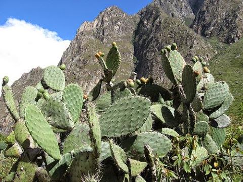Old Time Remedies, Health and Wellness: Jamaican Tuna Plant and its ...