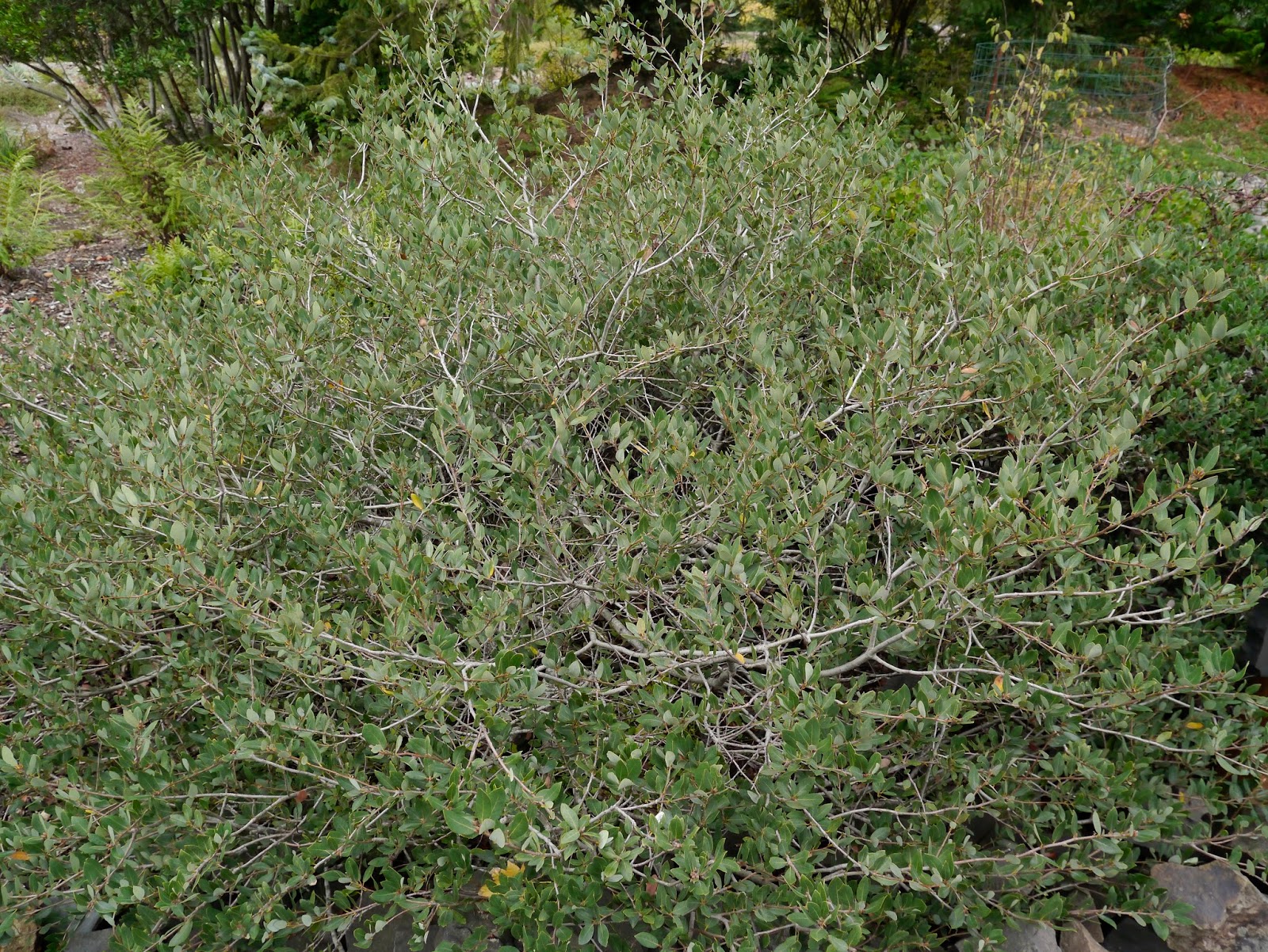 Root crops and Wild Wonderings