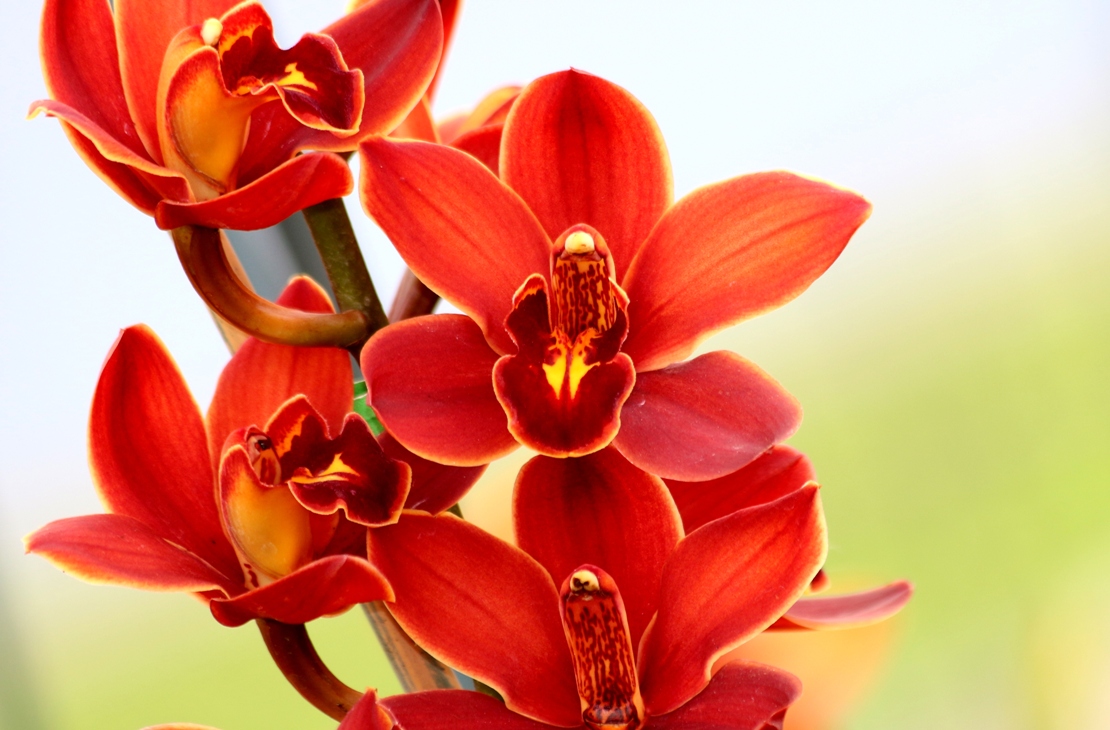A photo, A thought............: Plant: Stunning orchids (I).............