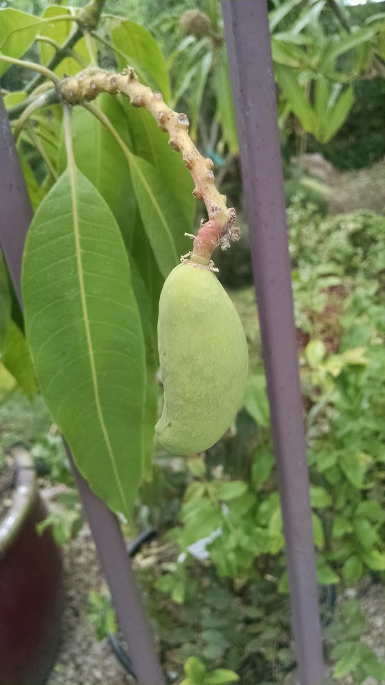 Desert Valley Orchard: Mahachanok Mango