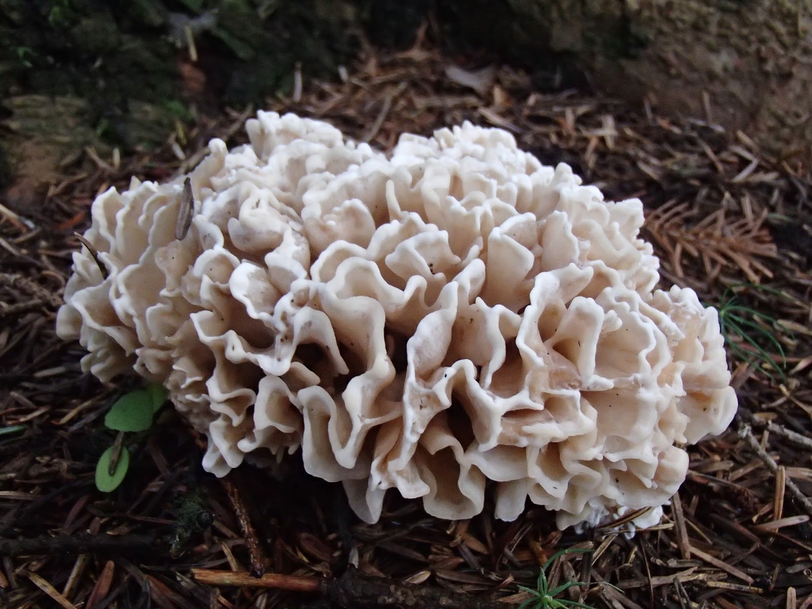 MOJA MENAŻERIA : Szmaciakowo - siedzuniowe historie