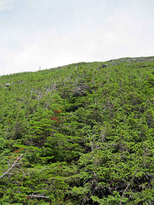Hiking in the White Mountains: The Abandoned Adams Slide Trail