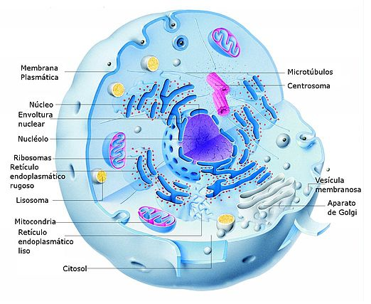 Celula Animal, Metabolismo y Biomoleculas: CELULA ANIMAL Y SUS PARTES