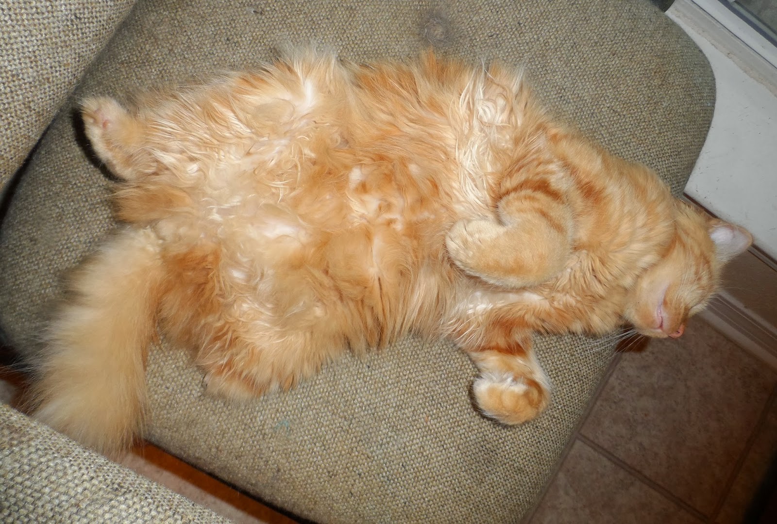 Anakin The Two Legged Cat: New Photo ~ Mika Bunny's Fluffy Belly!