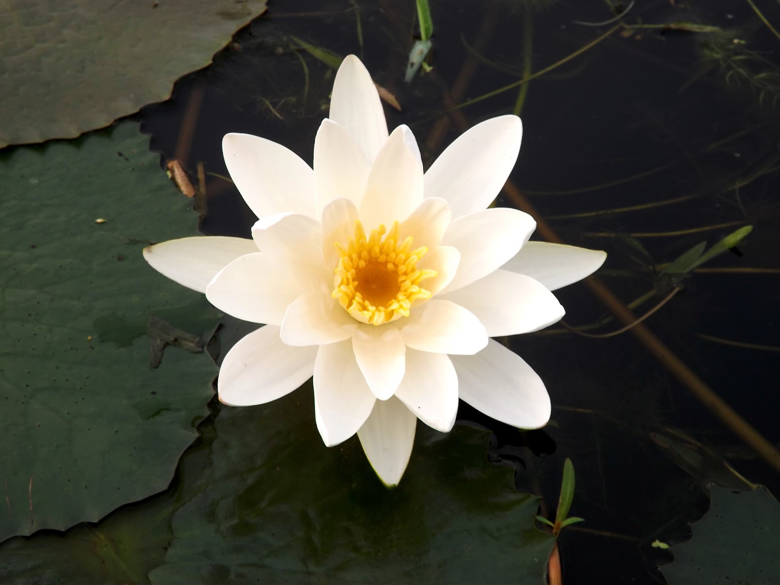 shiatoshi: Nymphaea lotus / Star lotus: description, growing tips ...