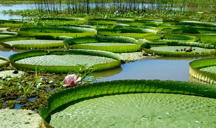 Cultura Guaraní: Leyenda del Irupé