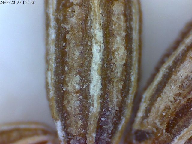 Nottingham Science Blog: Food under the microscope