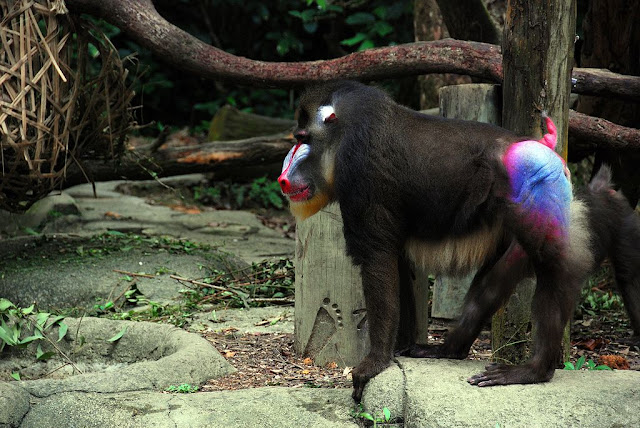 Mandrill Baboon Facts