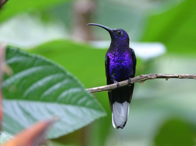 Bellas Aves de El Salvador: Campylopterus hemileucurus (colibrí morado ...