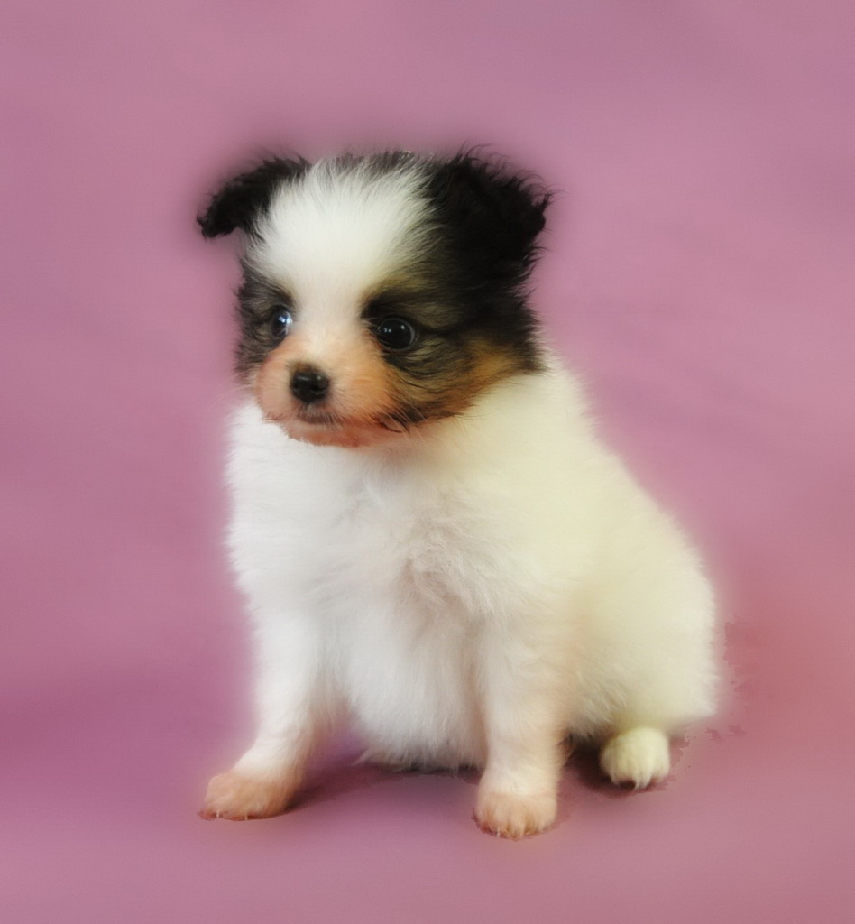 Papillon Dog Puppies | [#] Lunawsome