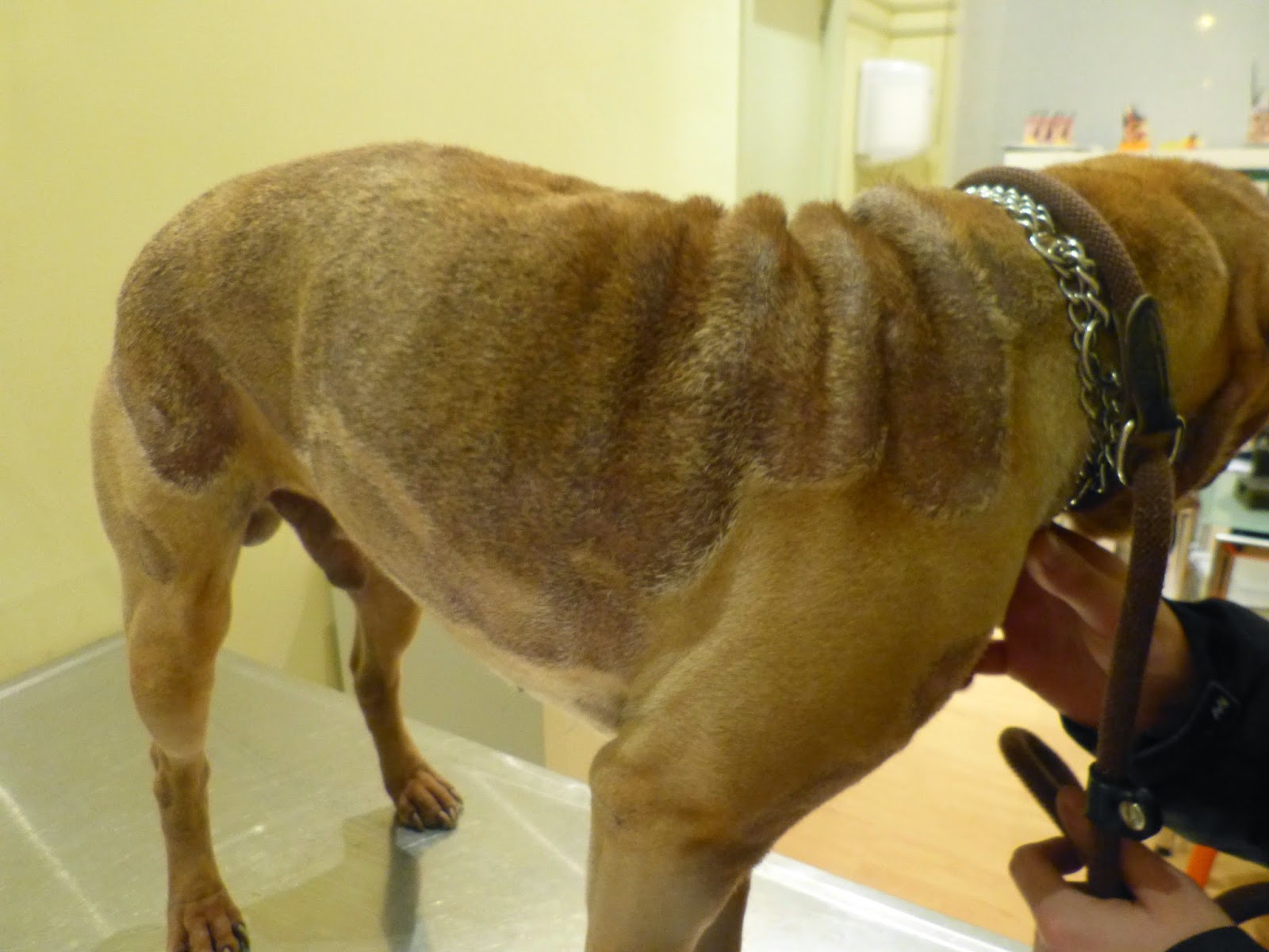 perros y gatos con piel y pelo: Alopecia y foliculitis bacteriana