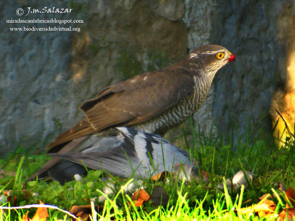 Miradas Cantábricas: Gavilán