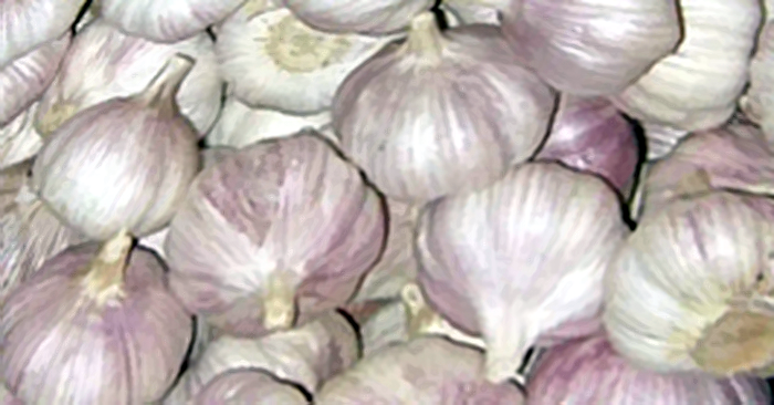 Manfaat Menakjubkan Bawang Putih ~ UniksPos Manfaat Menakjubkan Bawang Putih ~ UniksPos