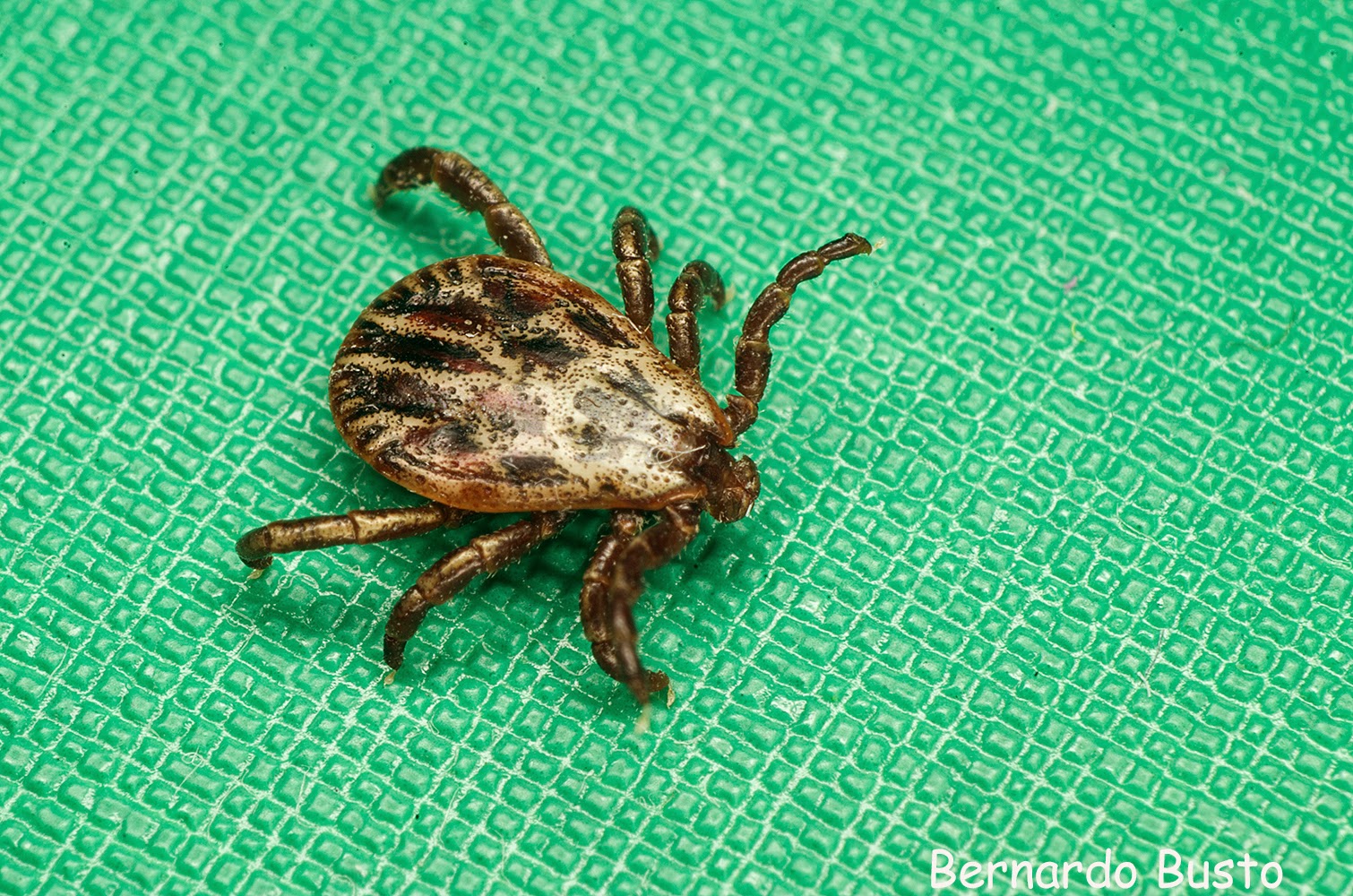 RÍA DE LA VILLA: Una Garrapata