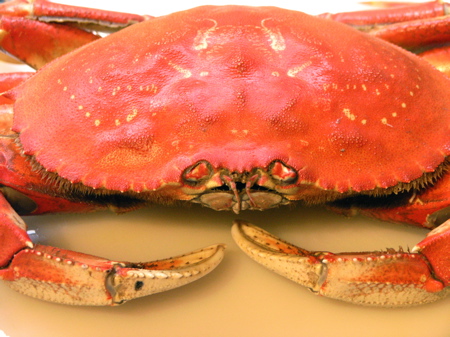 Ignorantics: Maryland is known for its Dungeon Crabs!!!