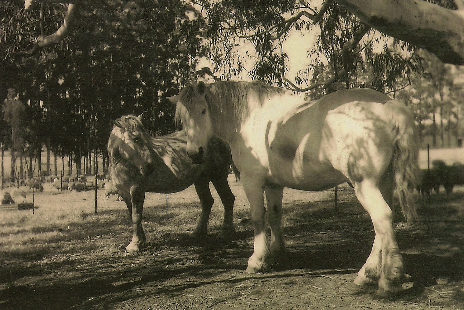 Summerwind Percheron: Percherons At Cedara 1955 ~ Photo By AR Tucker