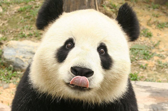 [BUENA NOTICIA] El Panda Gigante ya no es una especie en peligro de ...