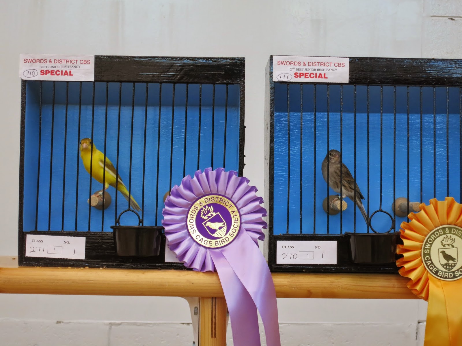 Canary Tales: Swords - Falling In Love With The Irish Fancy