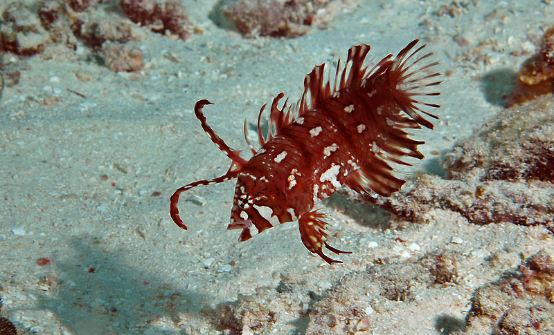 Sub Sea Systems - Our World: Celebrating Sassy, Seasonal Sea Life!