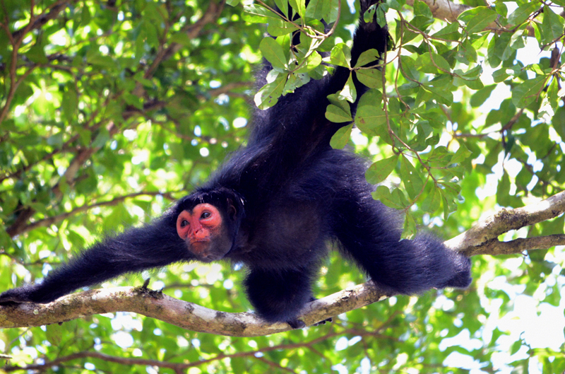 Blog Misteri Tesla: Legenda De Loys' Ape