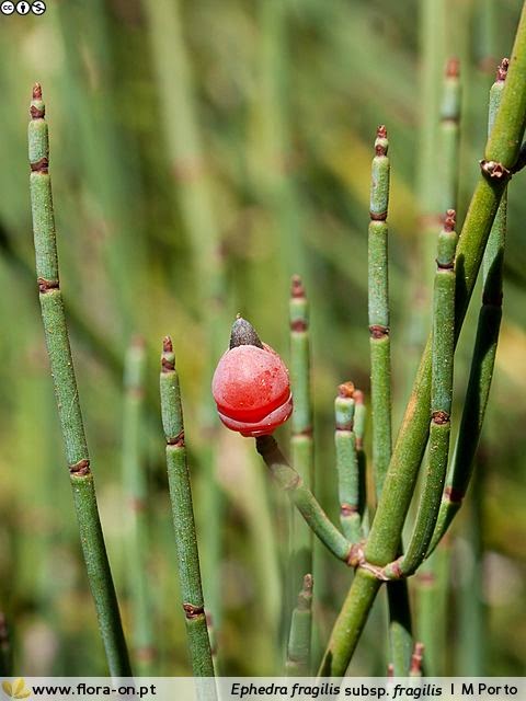 Bio Lounge: Setembro 2014