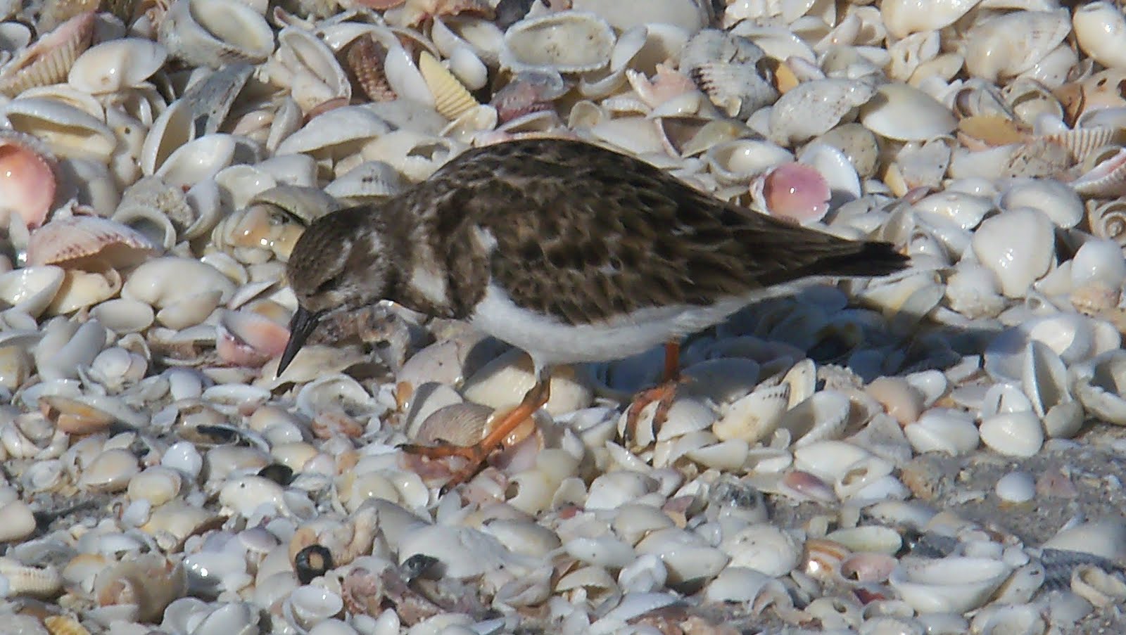 Southwest Florida Shoreline Studies: Nokomis: North Jetty