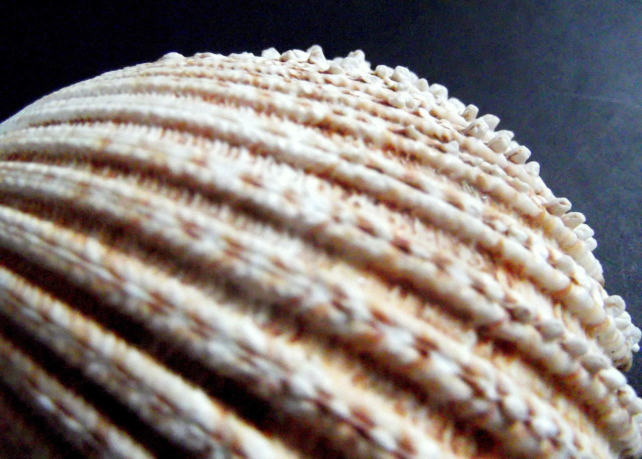 Largo Baywatch: Cockle Shells