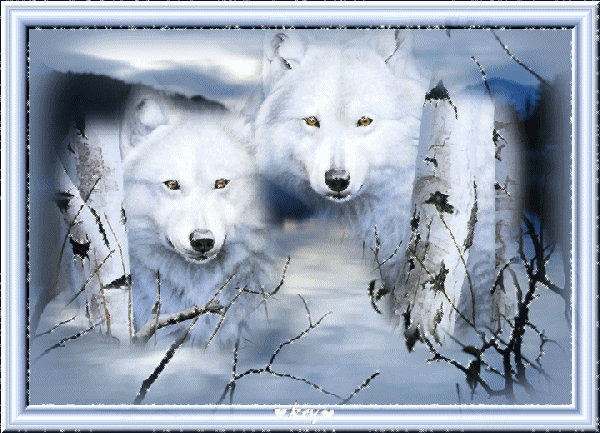 IMAGINI MIȘCĂTOARE: Imagine Cu Lupi