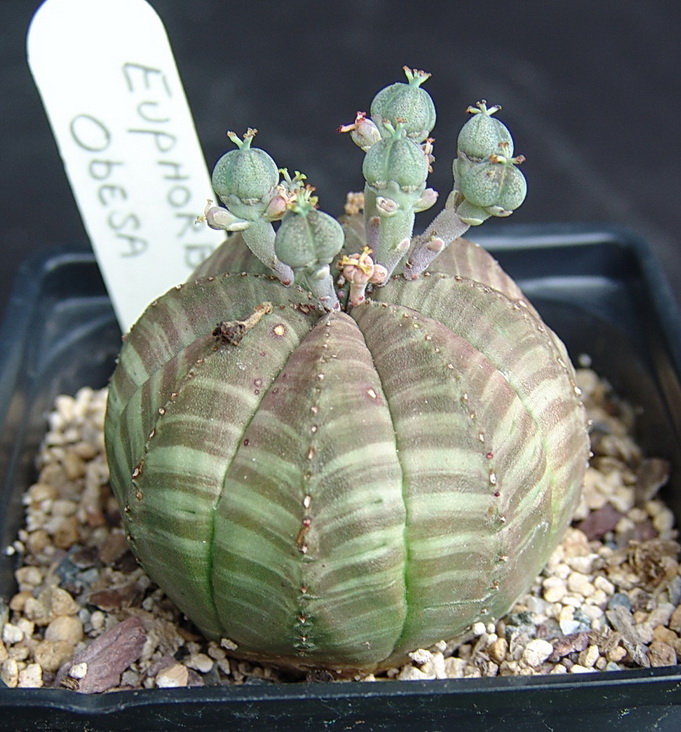 Cactus Hill Adventures: Collecting Obesa Seed