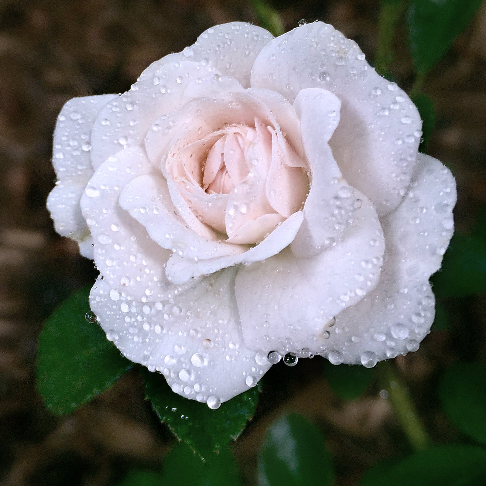 Raindrops On Roses 2016 Cest Ma Vie